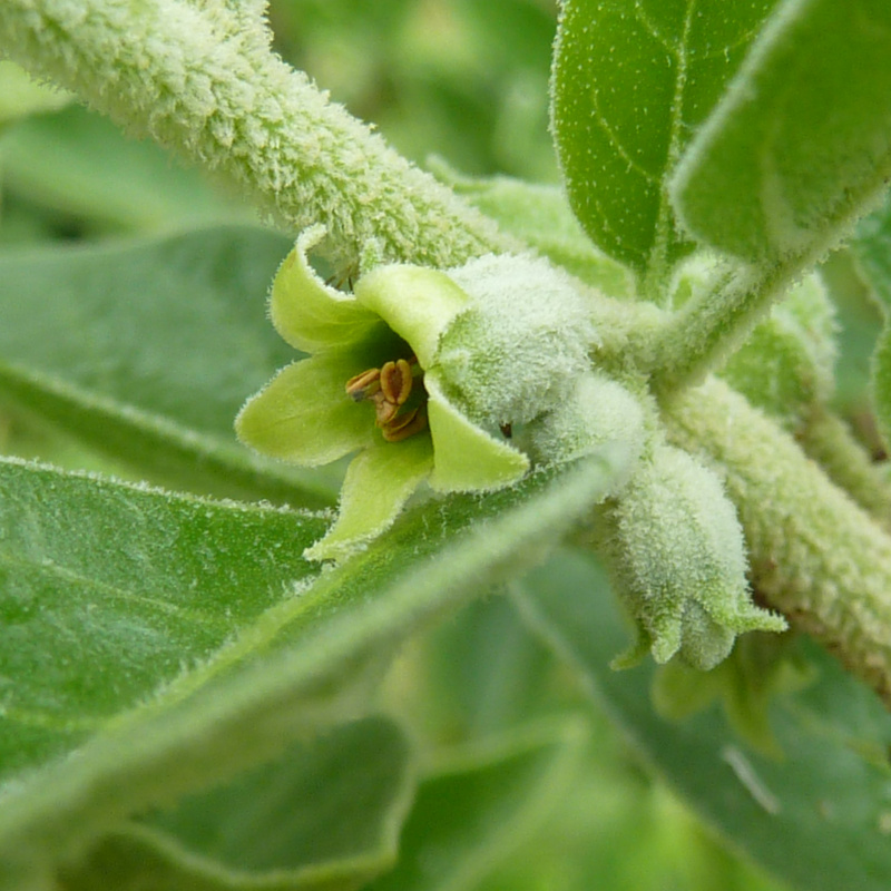 Withania somnifera Ashwagandha: A Natural Solution for Wellness ...