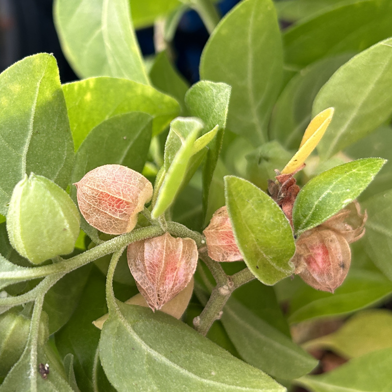 Withania somnifera Ashwagandha: A Natural Solution for Wellness ...