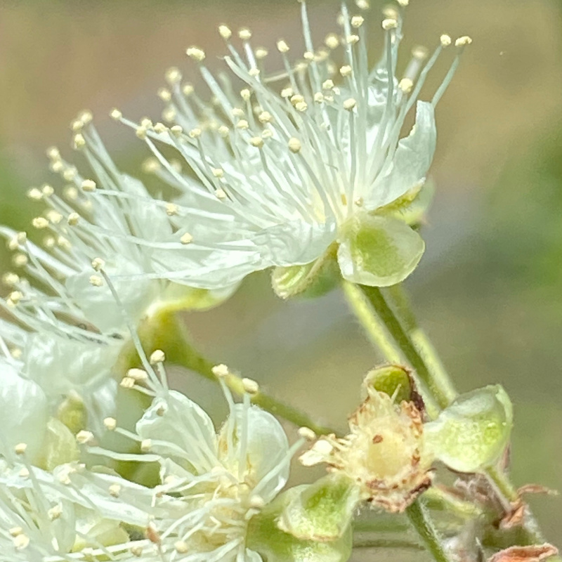 Stress Support Archives | Shaman Australis Botanicals