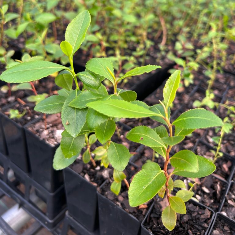 Catha Edulis (Khat): Origins and Cultivation Practices | Shaman ...