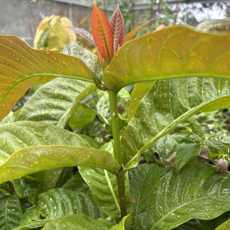Yohimbe Plant (Pausinystalia johimbe): Unveiling Nature's Secret ...