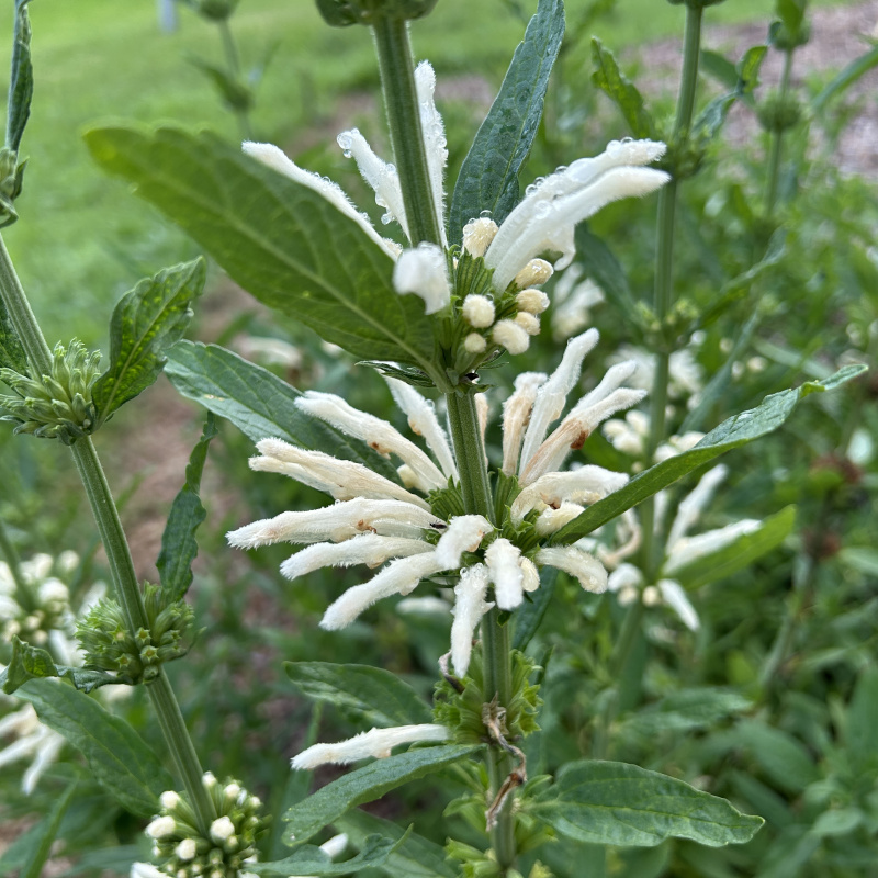 Leonotis leonurus f. White Plant: Wild Dagga / Lion's Tail | Shaman ...