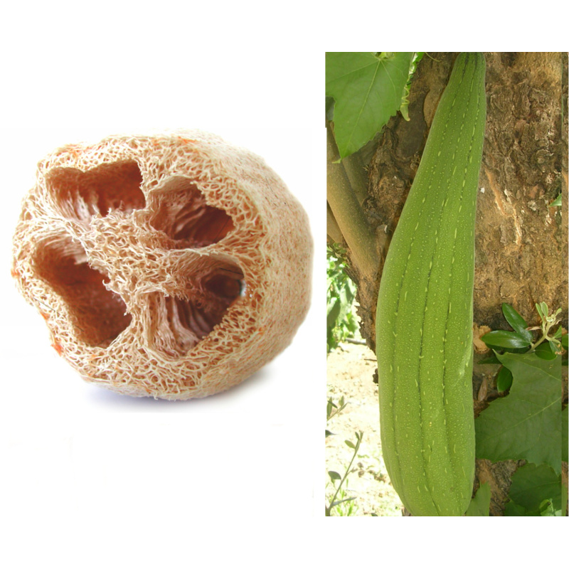 How to Grow Your Own Loofah and Make Natural Bath Sponges | Shaman ...