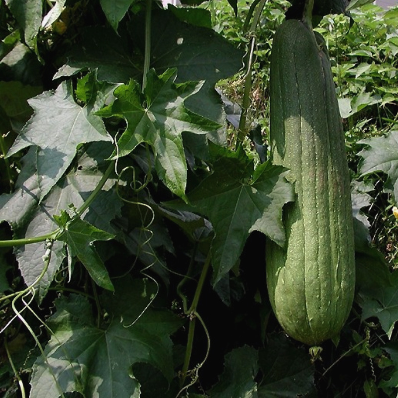 How to Grow Your Own Loofah and Make Natural Bath Sponges | Shaman ...