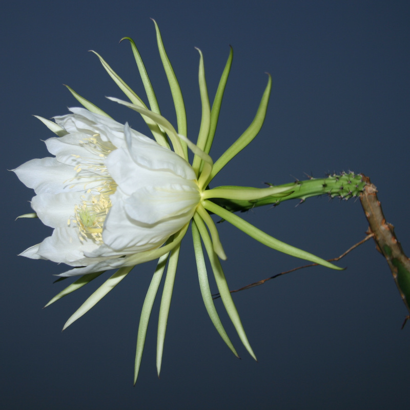 Pineapple Cactus (Selenicereus setaceus): Sweet Tropical Fruit | Shaman ...