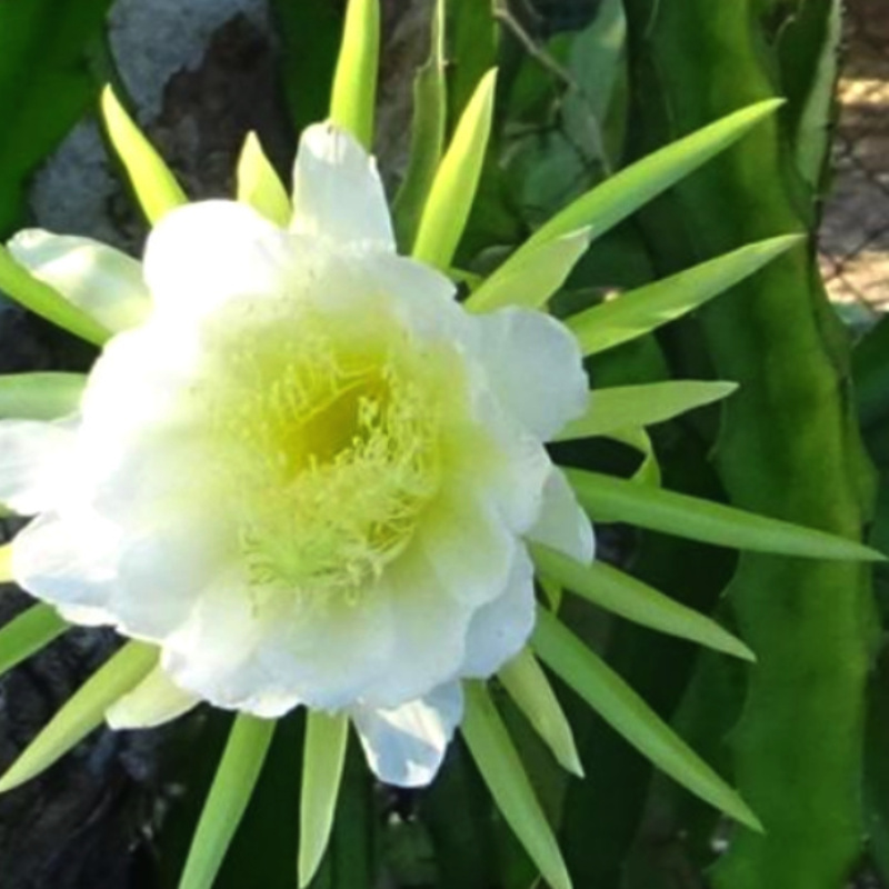 Pineapple Cactus (Selenicereus setaceus): Sweet Tropical Fruit | Shaman ...