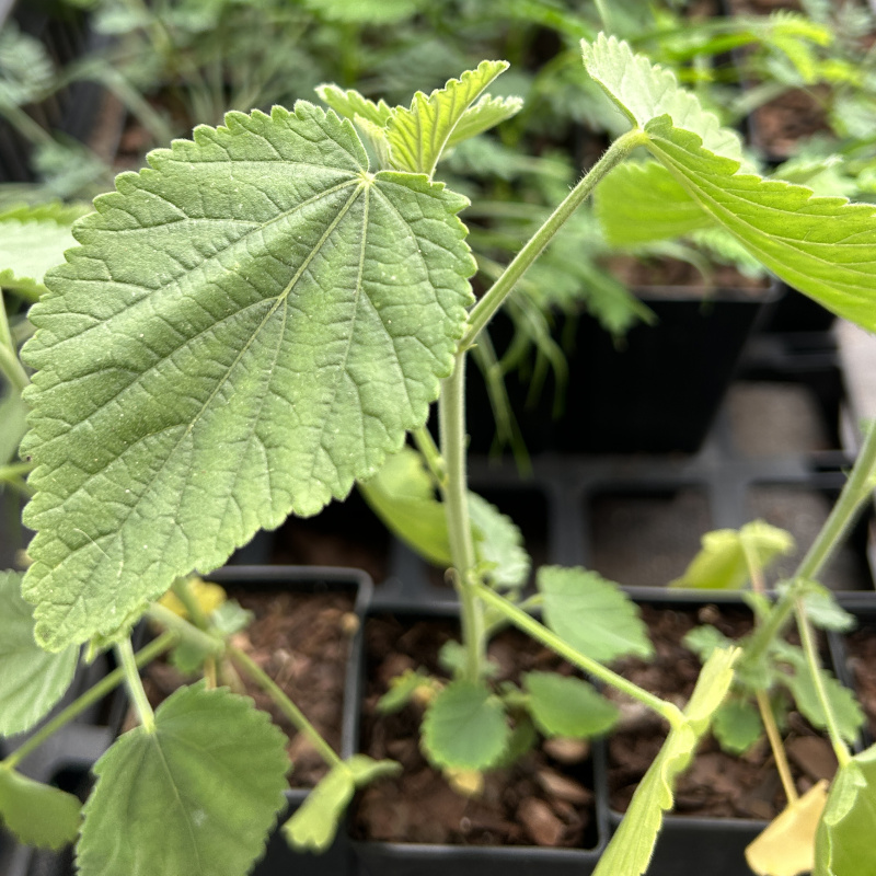 Sida cordifolia Plant: Medicinal Benefits and Uses | Shaman Australis ...