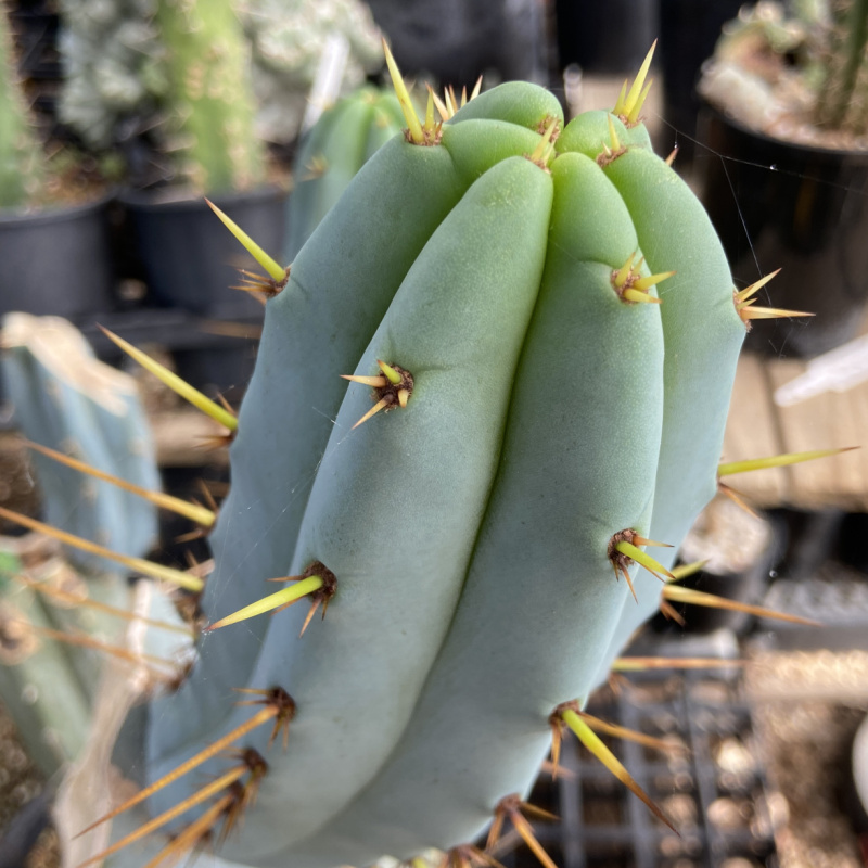 Trichocereus Mad Max Clone: The Stunning Australian Beauty | Shaman ...
