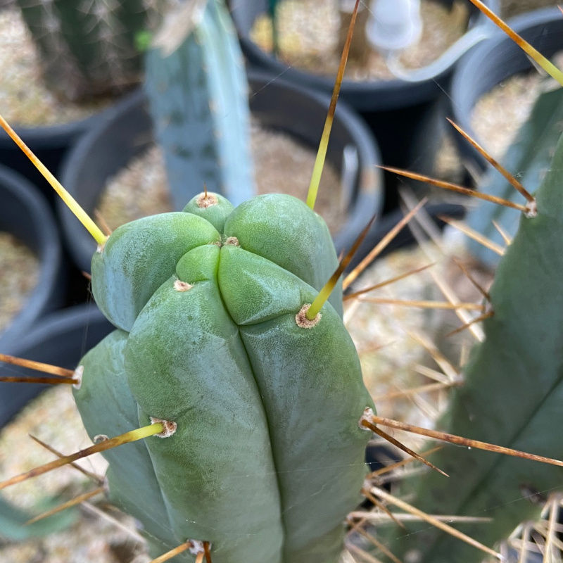 Trichocereus Bridgesii Eileen: Perfect for Cactus Lovers | Shaman ...