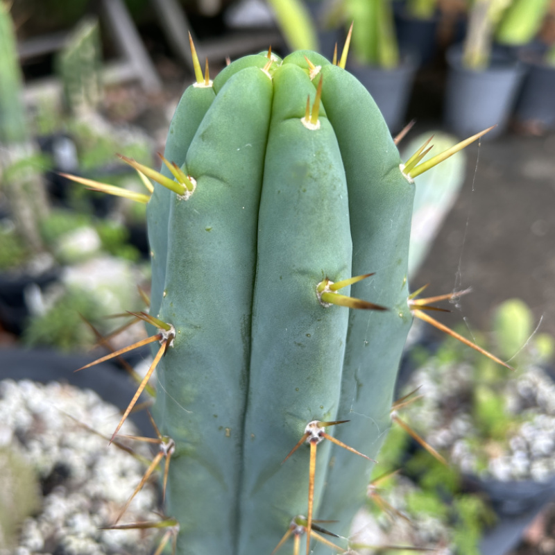 Trichocereus Psycho0 Clone Cutting: Fast-growing and Unique | Shaman ...