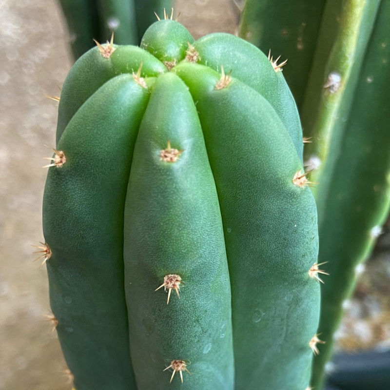 Trichocereus pach. Justin Cactus: A Stunning Australian Clone | Shaman ...