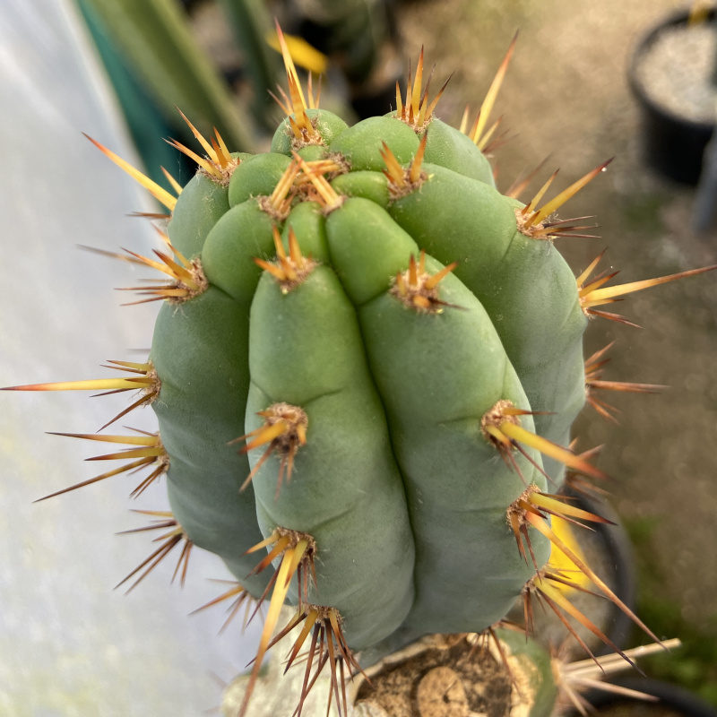 Trichocereus Peruvianus Clone Cactus: Uniquely Beautiful 86 | Shaman ...