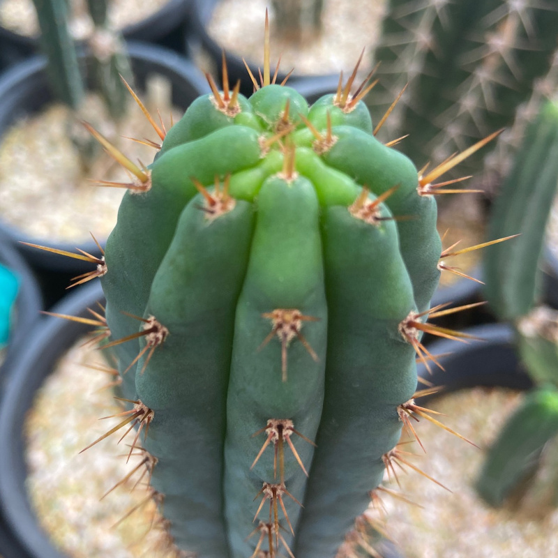 Trichocereus peruvianus Brian: A Stunning Overlooked Clone | Shaman ...