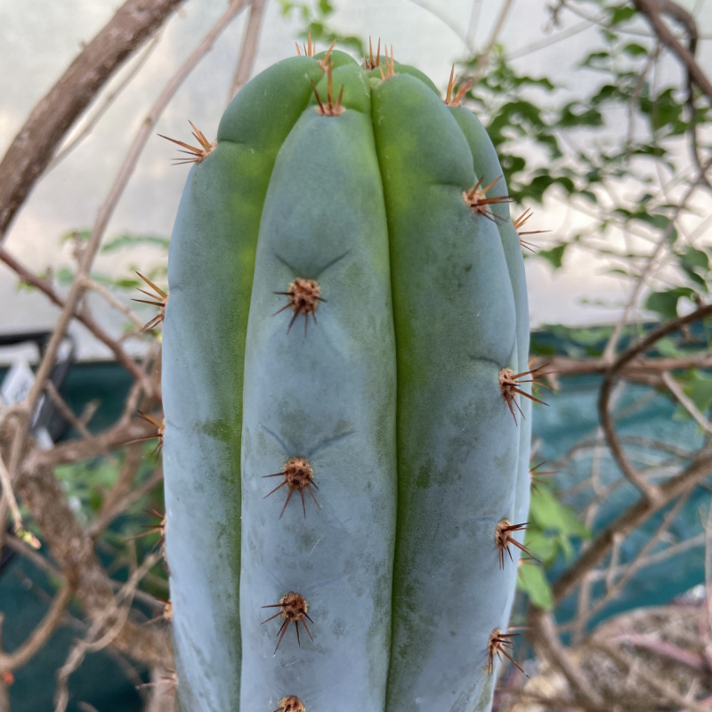 Trichocereus Peruvianus David: Stunning Cactus Beauty | Shaman ...