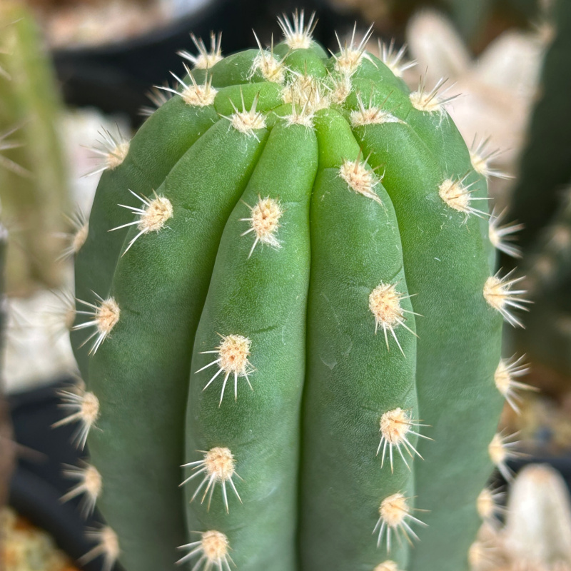 Trichocereus Terscheckii 'SA SS' - Columnar Cactus Beauty | Shaman Australis Botanicals