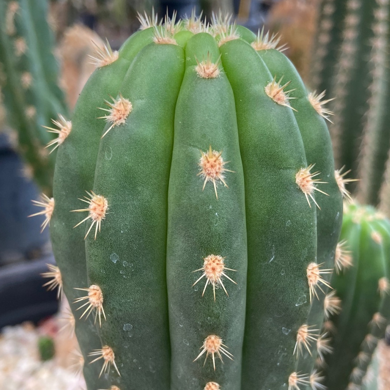 Trichocereus Terscheckii 'SA SS' - Columnar Cactus Beauty | Shaman ...