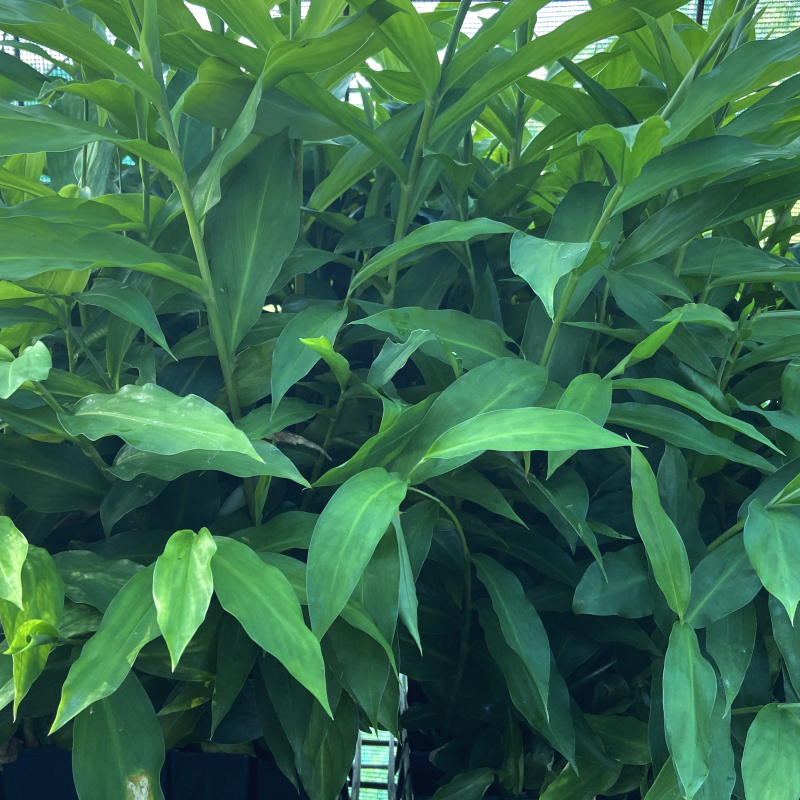 Zingiber spectabile Beehive Ginger: Vibrant Bracts and Cut Flowers ...