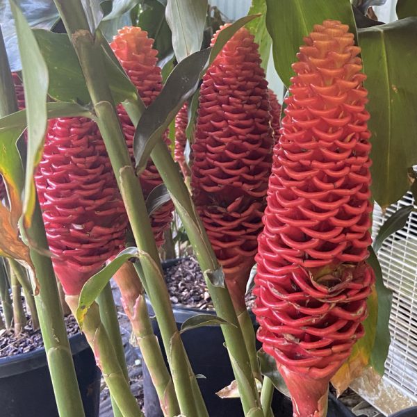 Zingiber spectabile Beehive Ginger: Vibrant Bracts and Cut Flowers ...