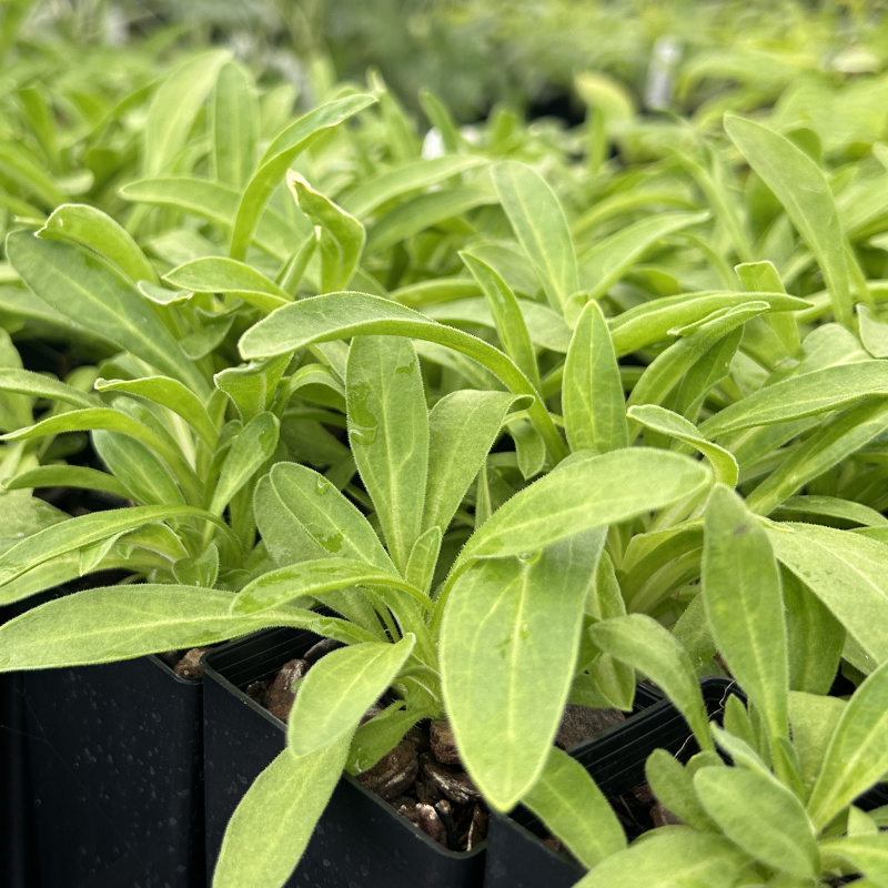 Silene undulata Plant: Discover the African Dream Root | Shaman ...