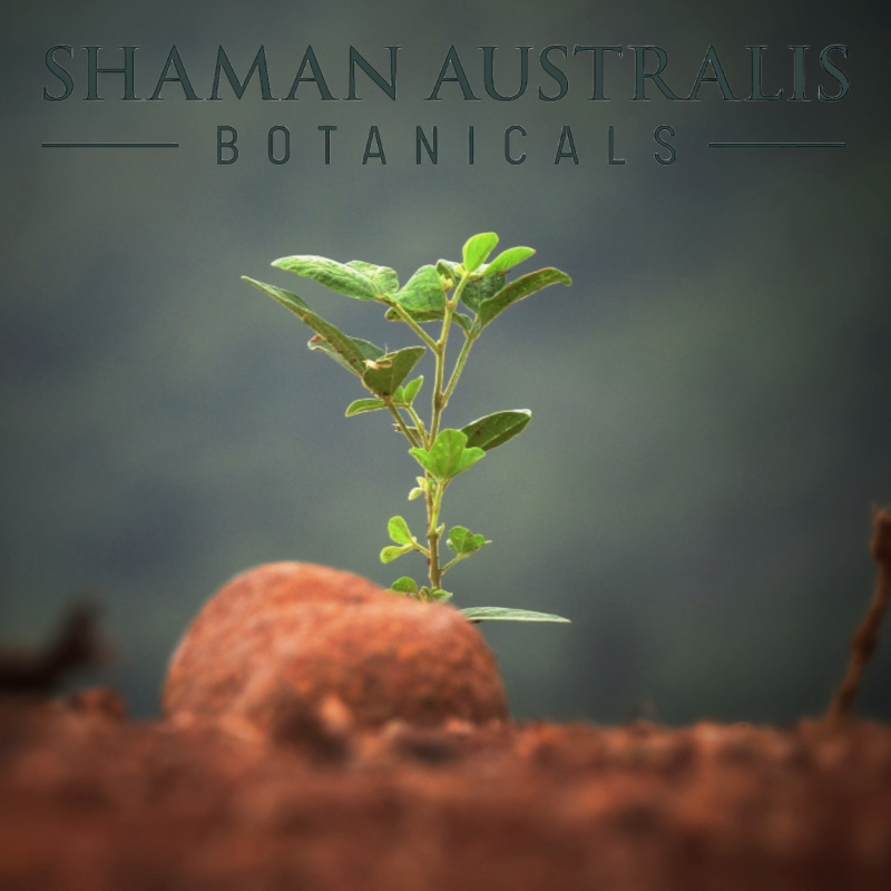 High-Quality Rare Plants & Herbal Health | Shaman Australis