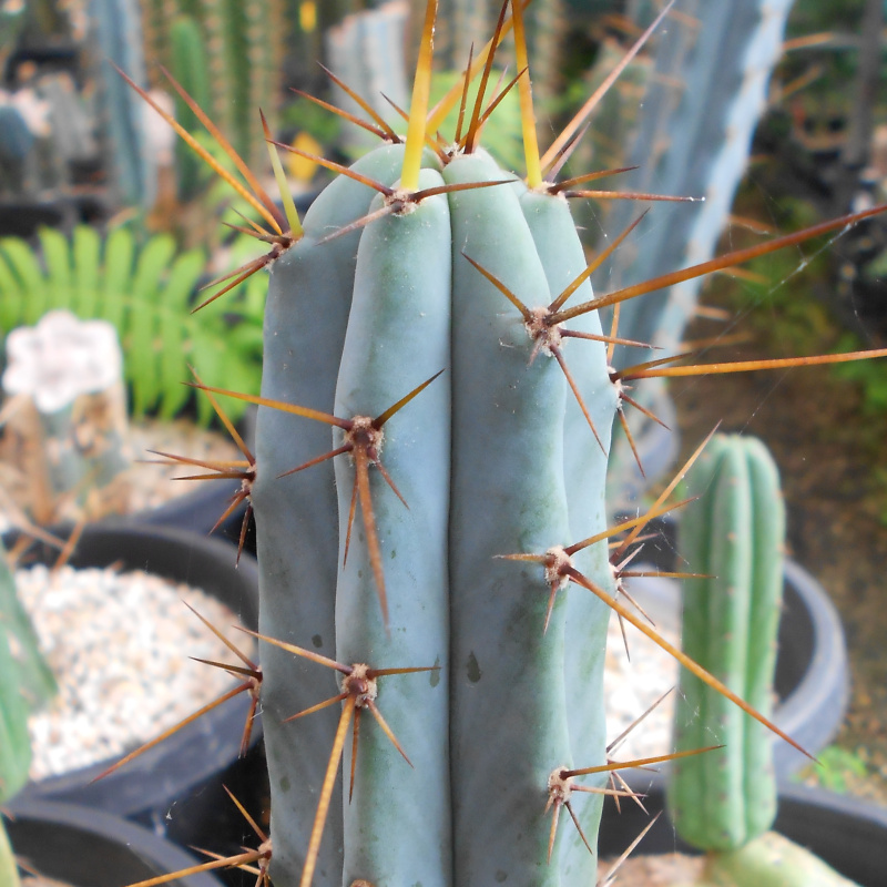 Trichocereus Cutting: Kimura's Spiny Giant x bridgesii | Shaman ...