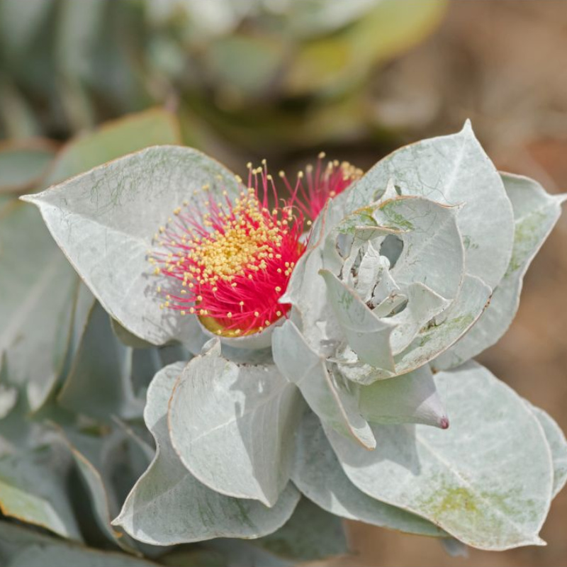 Eucalyptus macrocarpa: Spectacular Red Flowers and Gumnuts | Shaman ...