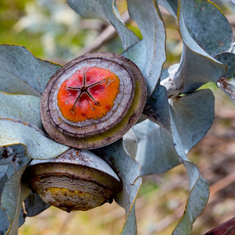 Eucalyptus macrocarpa: Spectacular Red Flowers and Gumnuts | Shaman ...