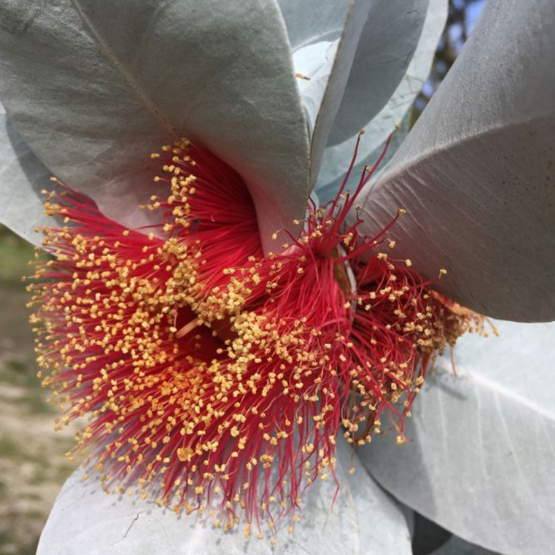 Eucalyptus macrocarpa: Spectacular Red Flowers and Gumnuts | Shaman ...