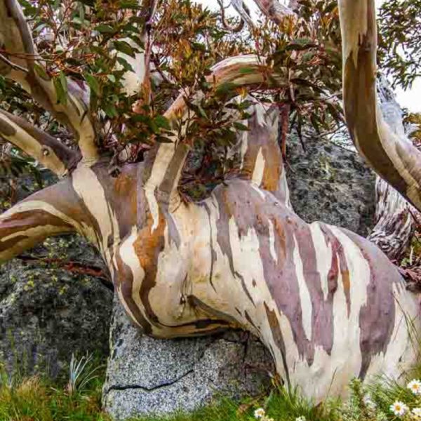 Eucalyptus pauciflora Snow Gum: Subalpine Beauty of Australia | Shaman ...