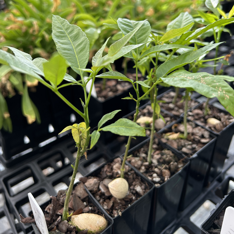 White Sapote Fruit: Discover the Exotic Flavour