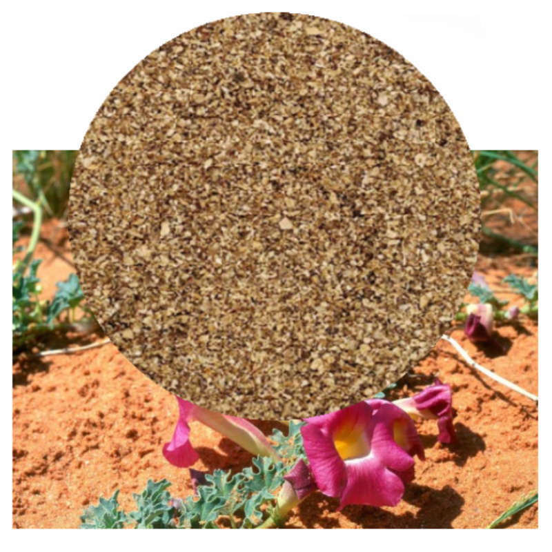 Harpagophytum procumbens Devil's Claw: A Herbal Pain Relief | Shaman ...