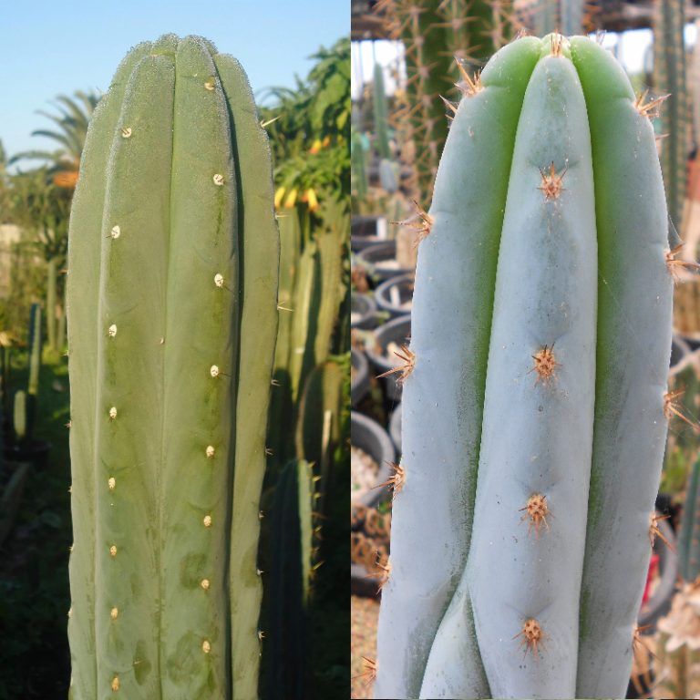 Trichocereus J2 x Trich. peruvianus Sharxx Blue: Stunning Cactus Hybrid