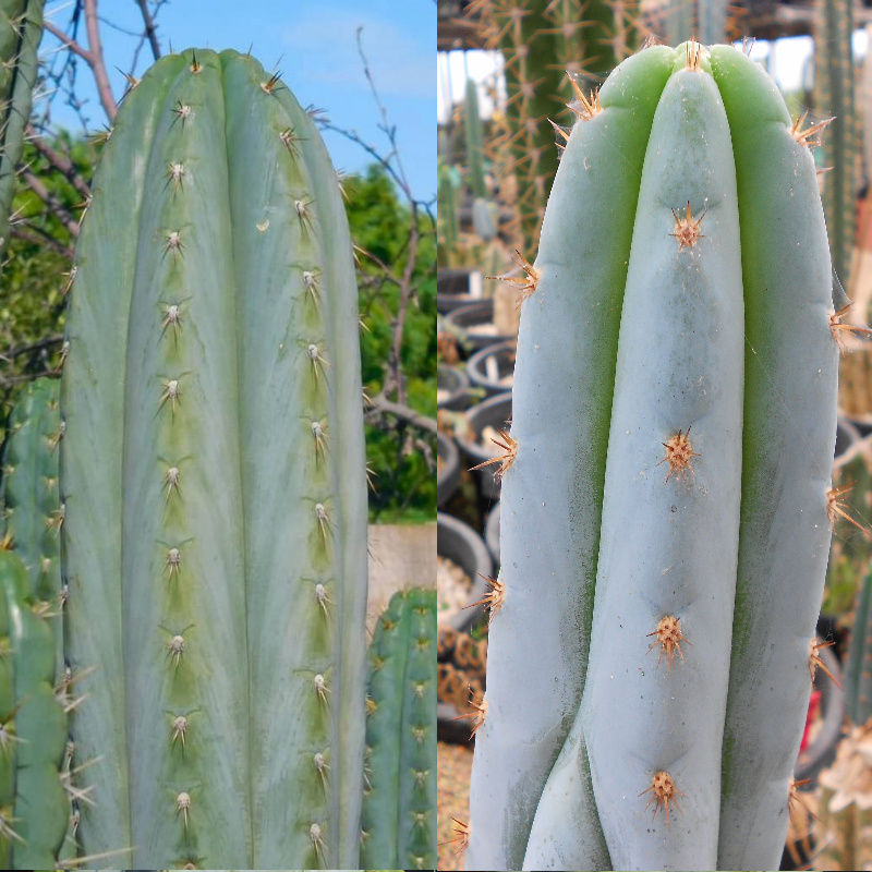 Trichocereus peruvianus Rosei #1 x peruvianus Sharxx Blue: Hybrid Cactus