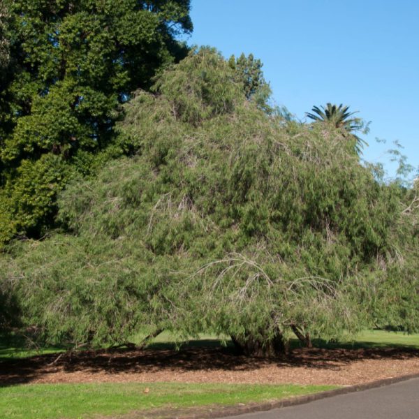 Agonis flexuosa (Willow Myrtle) Plant: A Graceful and Fragrant Tree