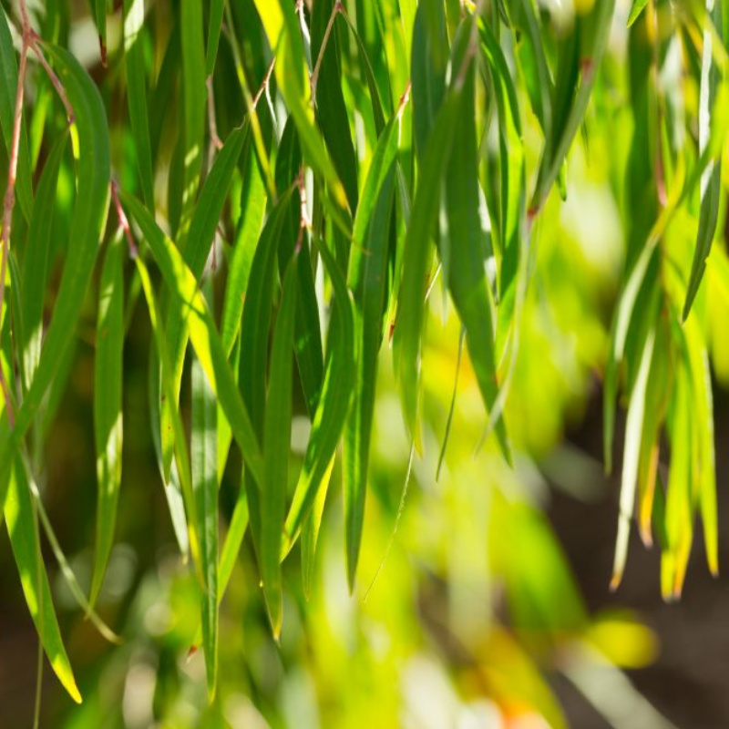Agonis flexuosa (Willow Myrtle) Plant: A Graceful and Fragrant Tree