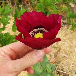 Papaver somniferum Ballarat Cottage Red: Poppy for Your Garden | Shaman ...