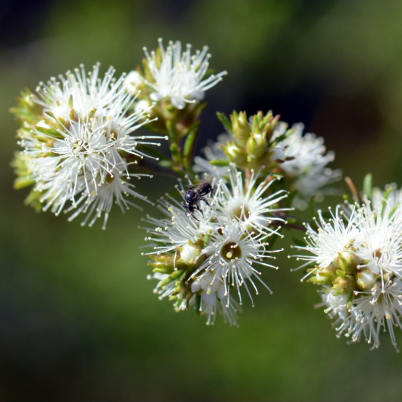 Kunzea ambigua Plant: Aromatic Leaves and Beautiful Flowers