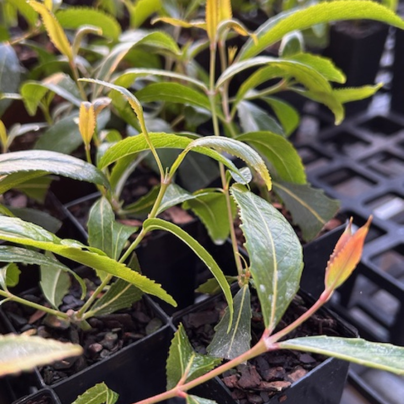 Catha Edulis F. Narrow 'NL Elite': Vigorous Khat Cultivar