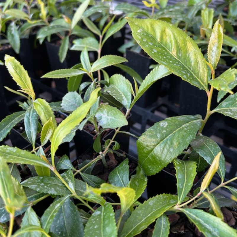 Catha Edulis F. Narrow 'NL Elite': Vigorous Khat Cultivar