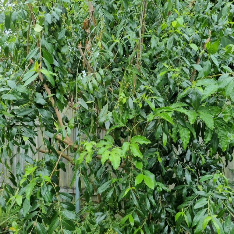 Catha Edulis F. Narrow 'NL Elite': Vigorous Khat Cultivar