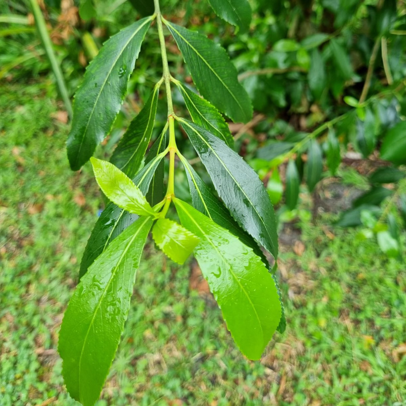 Catha Edulis F. Narrow 'NL Elite': Vigorous Khat Cultivar