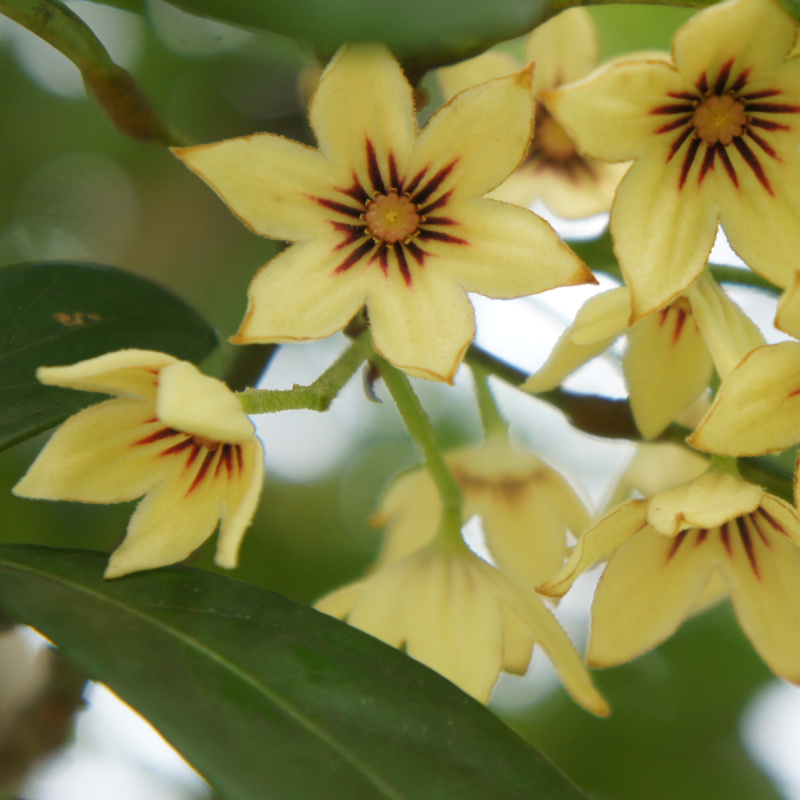 Cola Nitida Kola Nut: Native to the Tropical Rainforests of Africa ...