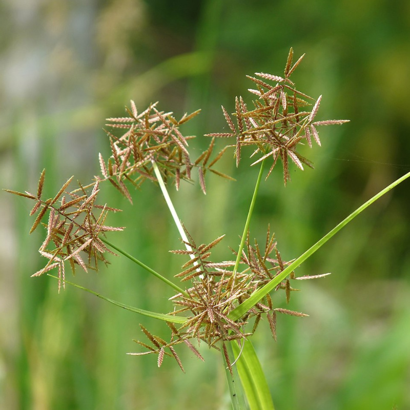 Discover Cyperus rotundus Nutgrass: A Medicinal Sedge Species | Shaman ...