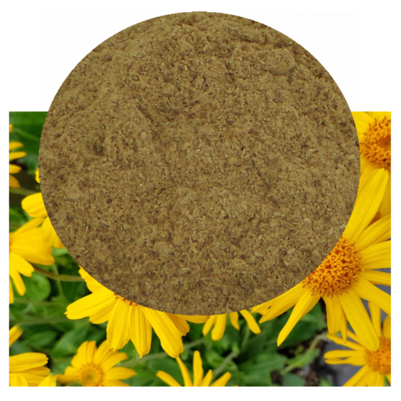 Organic Arnica Powder: Natural Relief for Bruises and Injuries | Shaman ...