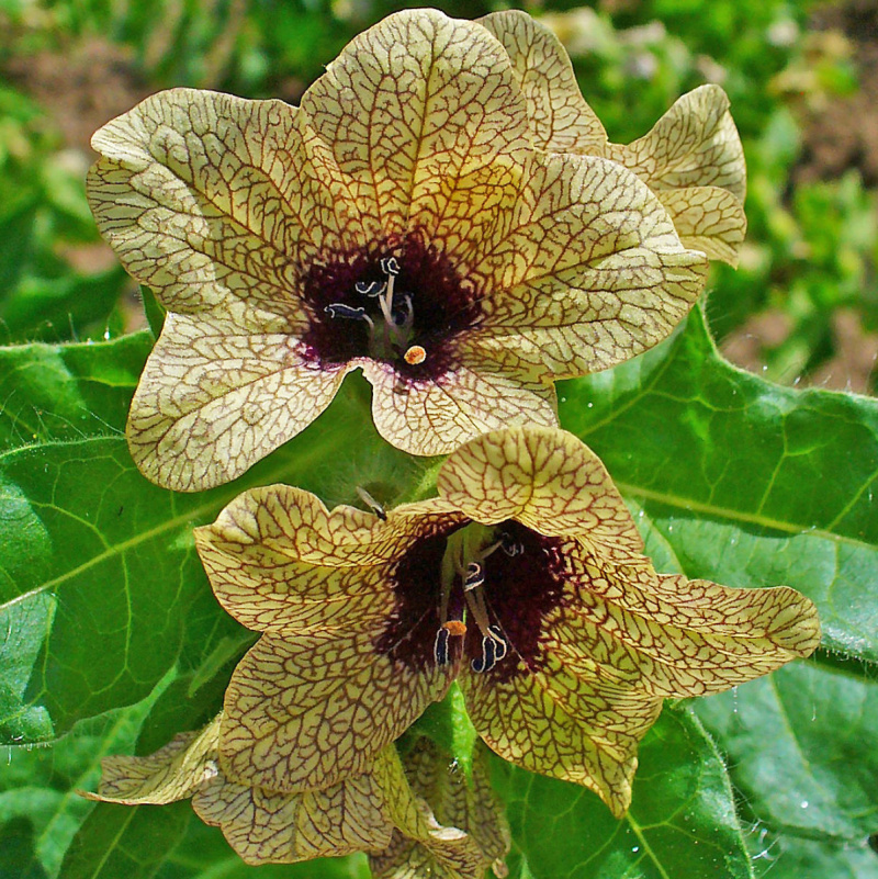 Black Henbane: A Fascinating Plant with a Dark History