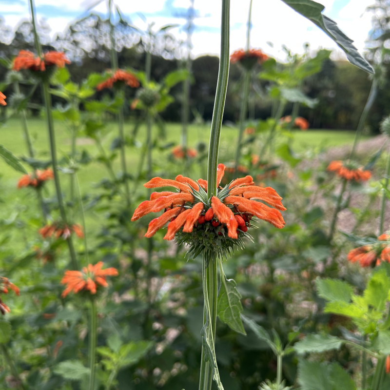 Leonotis nepetifolia: A Vibrant Plant with Medicinal Properties ...