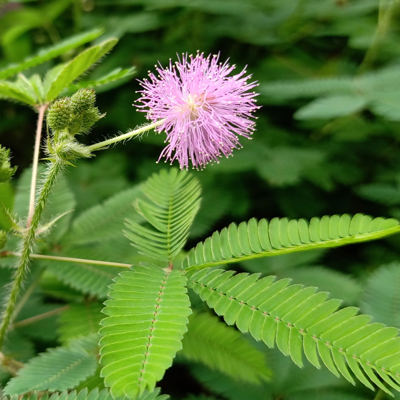 Mimosa pudica: A Delicate Plant with Rapid Leaf Response | Shaman ...