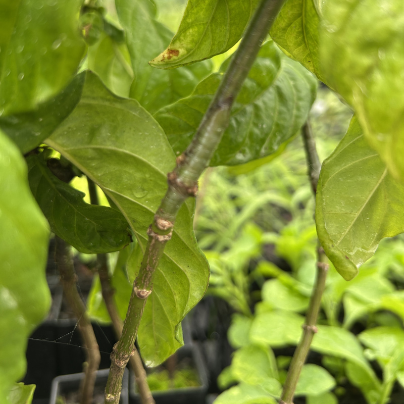 Psychotria viridis Luna: Cultivar Sourced from Santo Daime Church ...