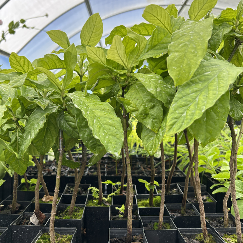 Psychotria viridis Luna: Cultivar Sourced from Santo Daime Church ...