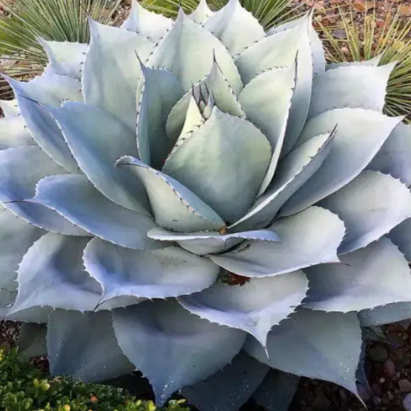 Agave Ovatifolia: Robust and Architectural Succulent Plant